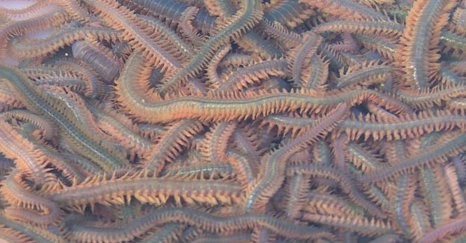 Zagers 1 ons - Nipro Hengelsport